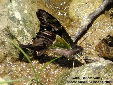 Papua Insects Foundation (Lepidoptera/Papilionidae/Graphium weiskei)